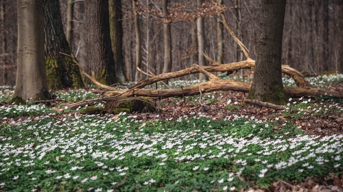 Floral Forest Wallpaper with Green and White Flowers