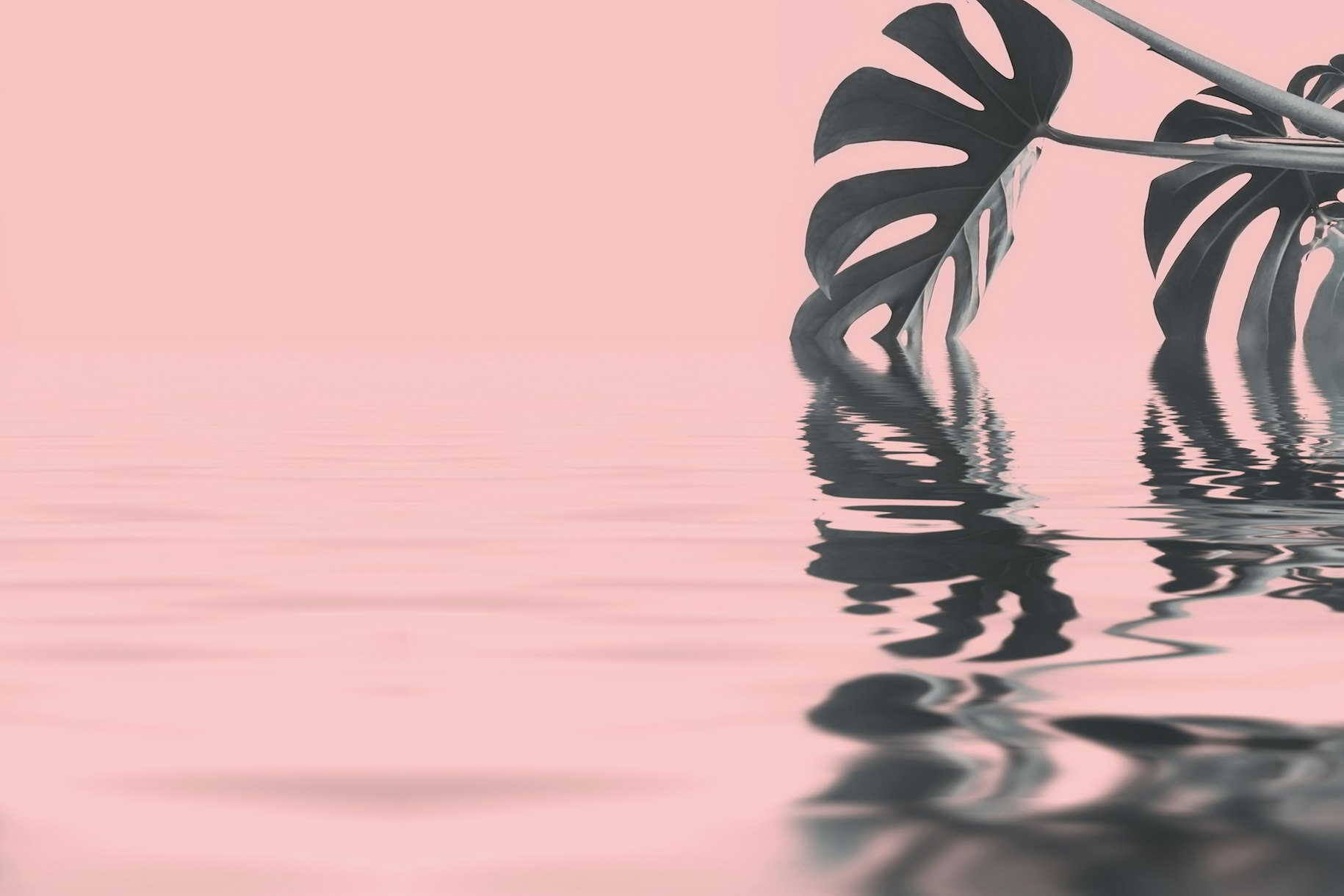Pink Monstera Leaf Water Wallpaper - Buy Online | Happywall