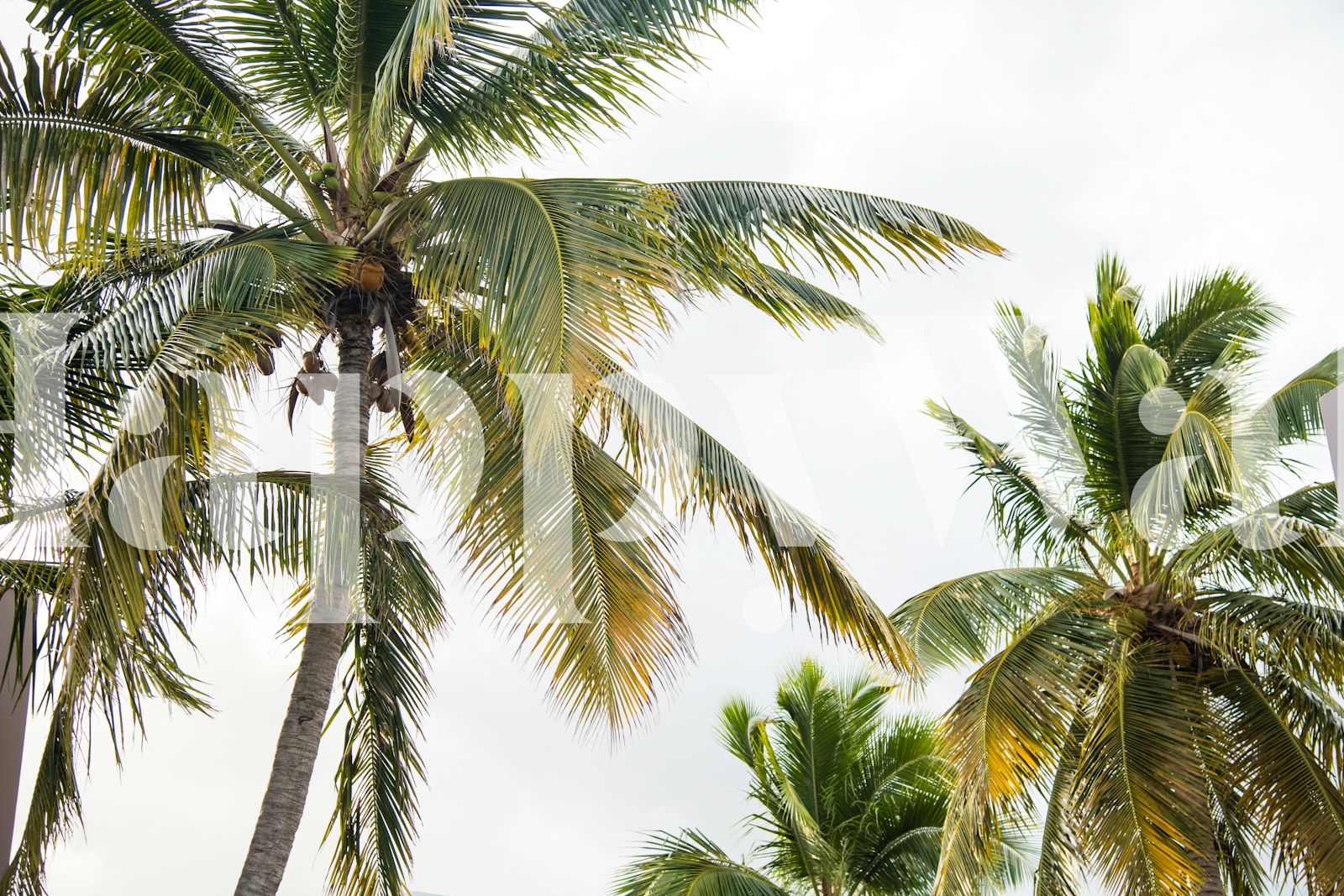 Caribbean Palms 1 - happywall.com