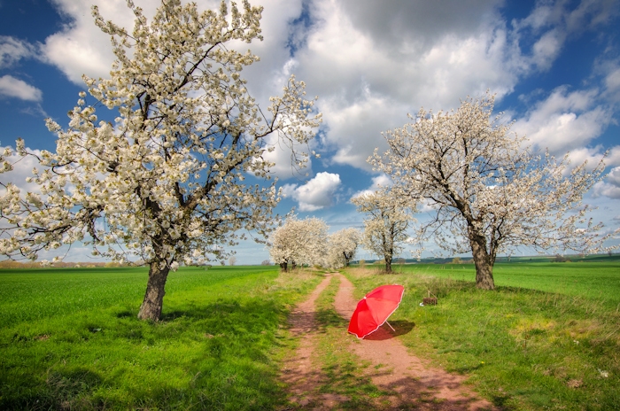 Red Umbrella Floral Wallpaper for Nature Lovers