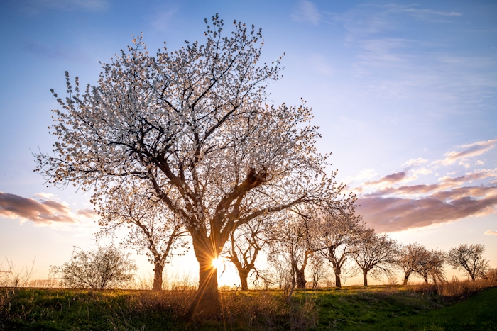 Cherry Blossom Spring Wallpaper