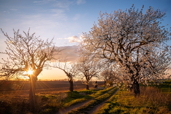 Spring Sunset Wallpaper | happywall.com