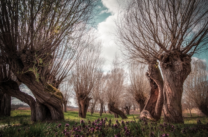 Pollard Willow Tree Wallpaper Design