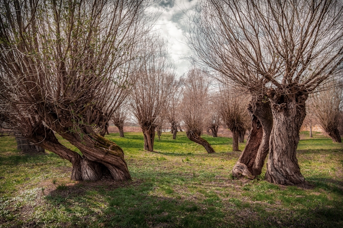 Spring Fairy Trees Nature Wallpaper Design