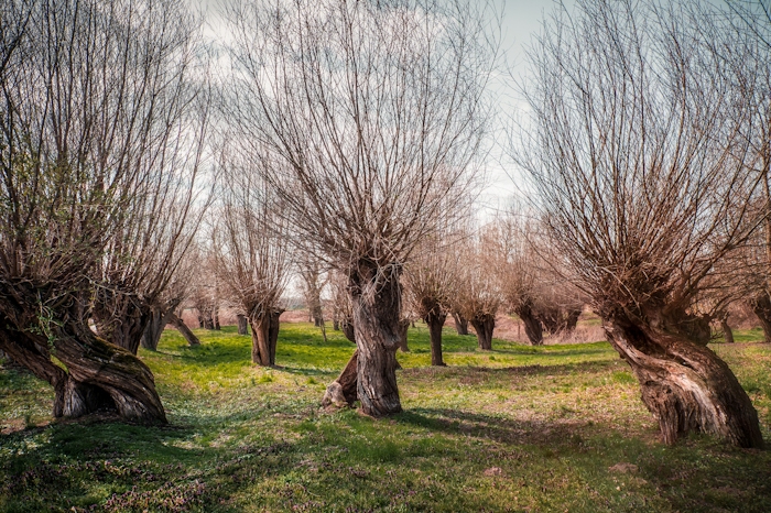 Spring Magical Trees Wallpaper | Happywall.com