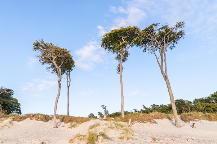 Nautical Beach Tree Wallpaper