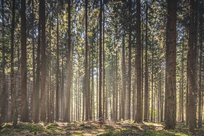 Sunbeam Forest Nature Wallpaper for Living Room