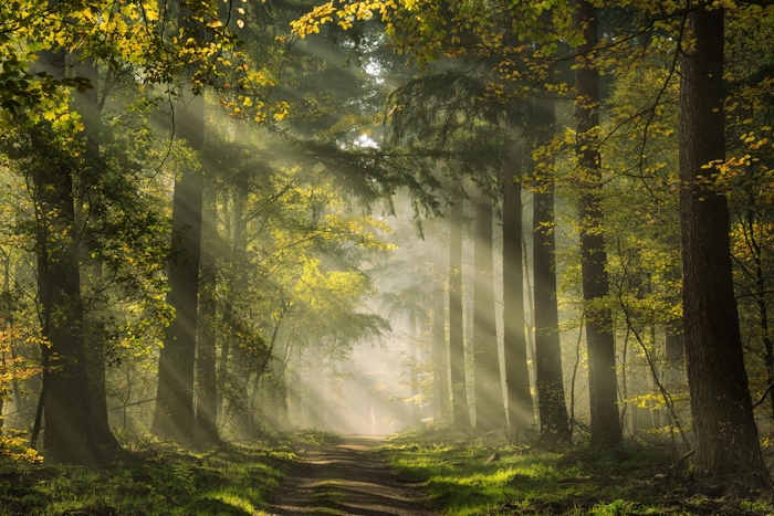 Dutch Forest Wallpaper | happywall.com