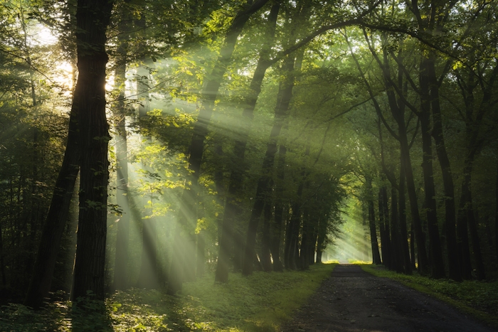 Sunray Forest Wallpaper for Bedroom or Living Room