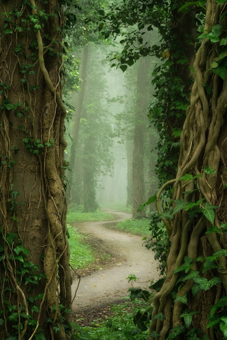 In between the tree trunks - happywall.com