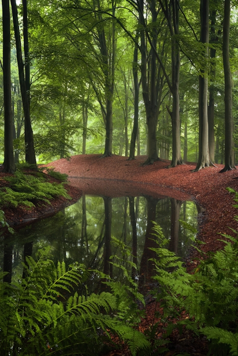 Green Forest Reflection Wallpaper