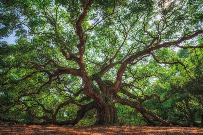 Angel Oak Tree Wallpaper | happywall.com