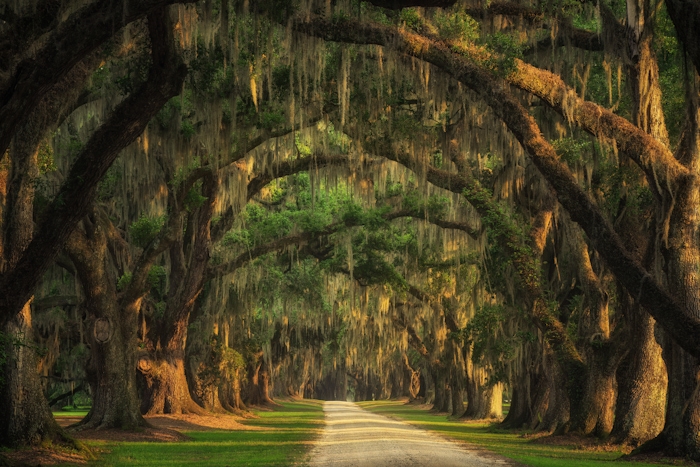 Lowcountry Tree Tunnel Wallpaper | happywall.com