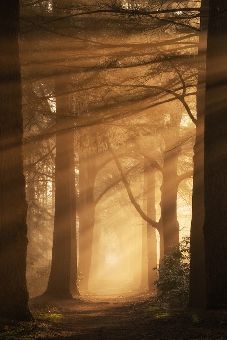 A brilliant morning Wallpaper - happywall.com