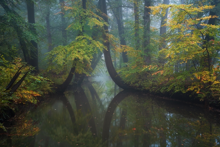 Bent Tree Forest Wallpaper with Green and Blue Colors