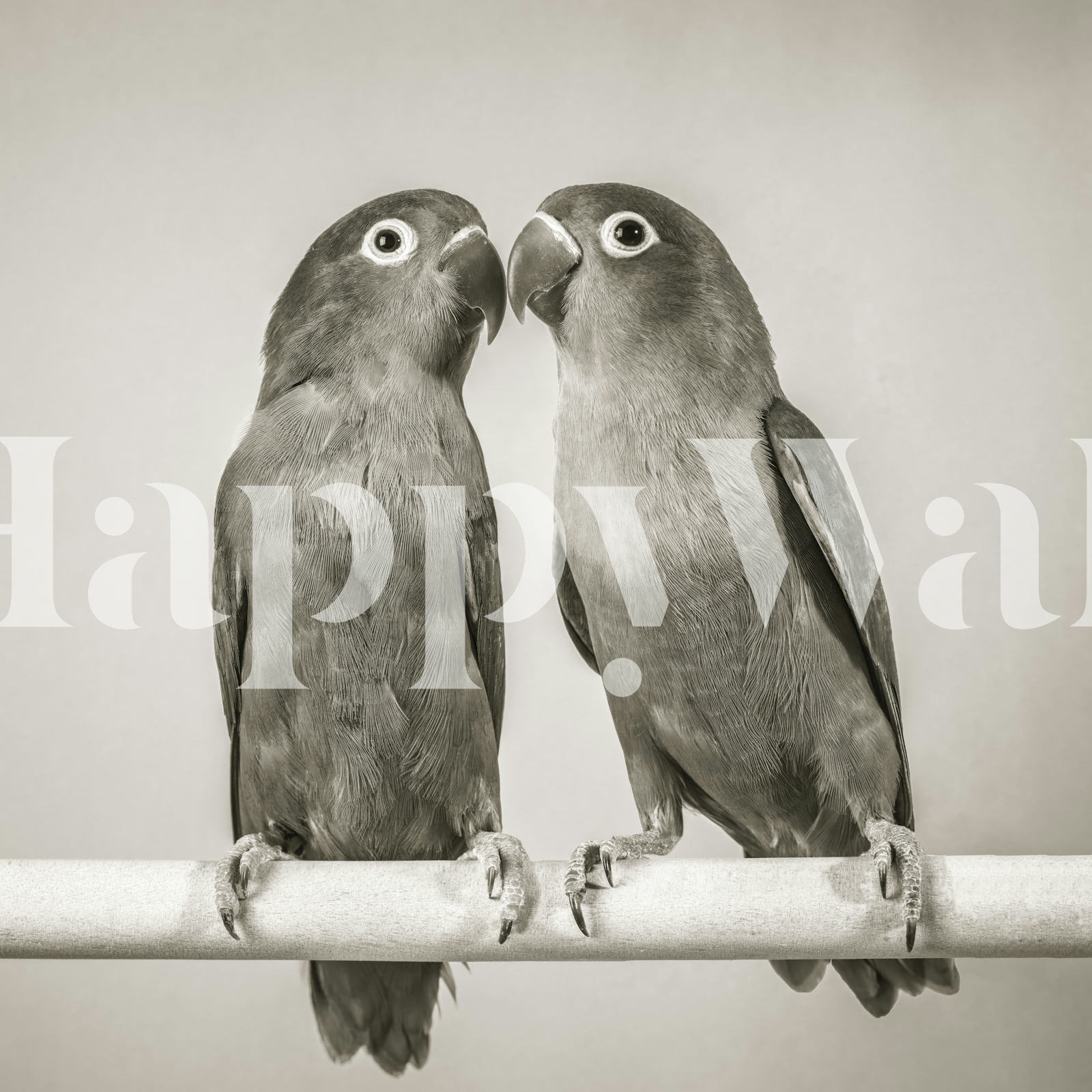 Kissing Birds Black and White Wallpaper