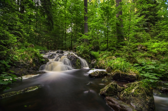 Springtime Serenity - Wallpaper for Home Decor