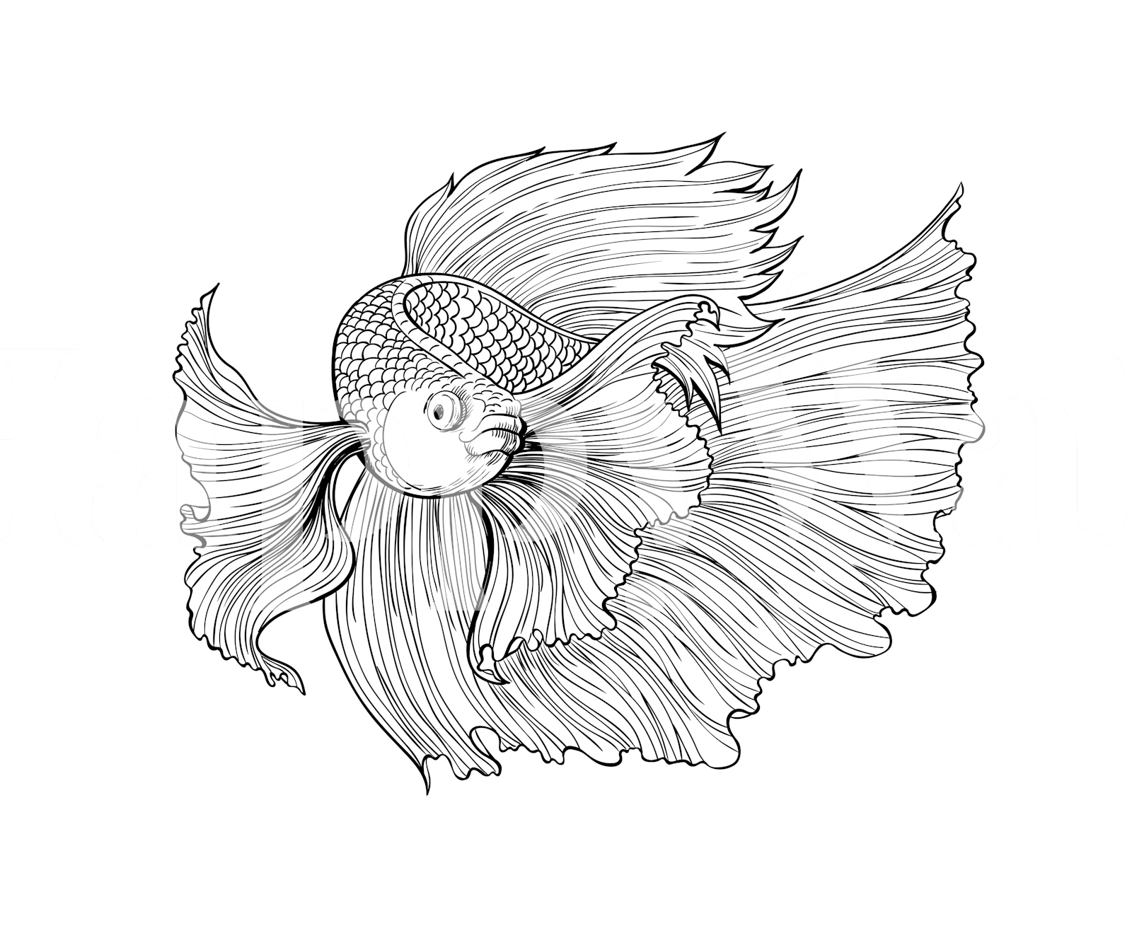 Siamese Fighting Fish Black and White Wallpaper
