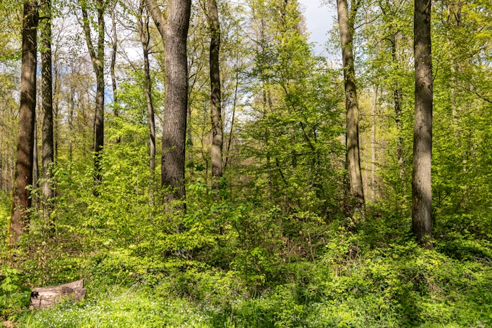 Springwood Forest Wallpaper - happywall.com