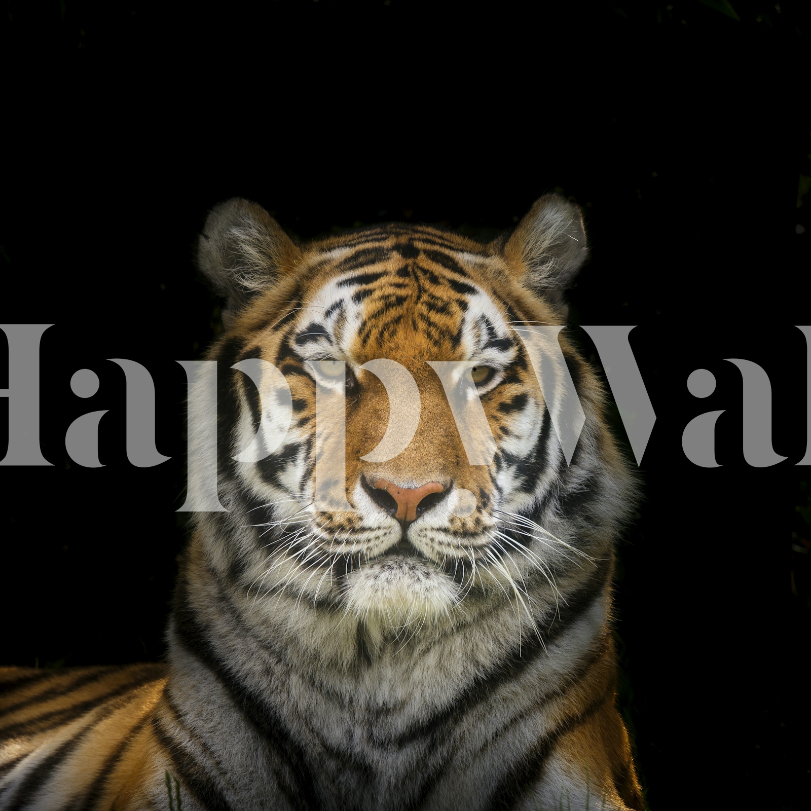 Tiger in the Shadows Wallpaper - Happywall