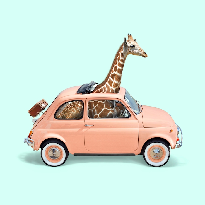 Giraffe Car Fun Wallpaper for Kids