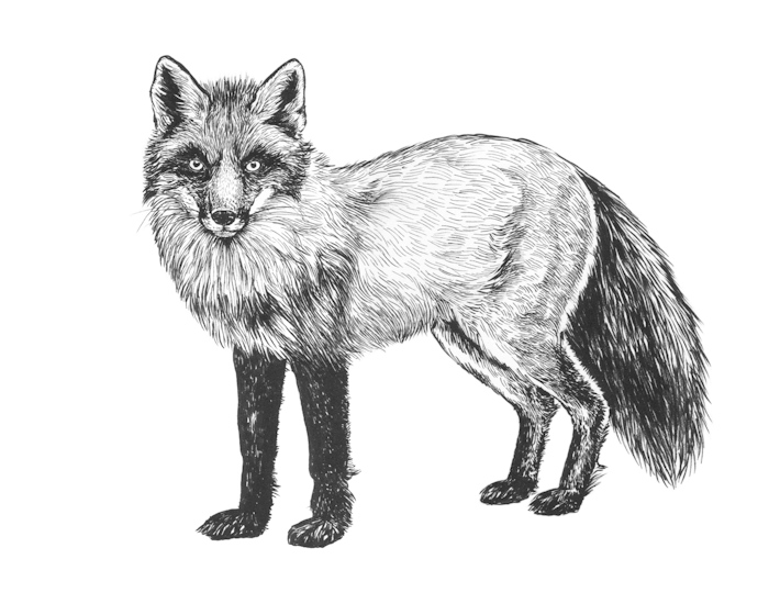 Black and White Fox Drawing Wallpaper