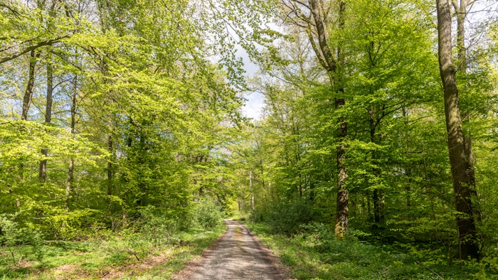 Spring Meadowbrook Woods Wallpaper | happywall.com