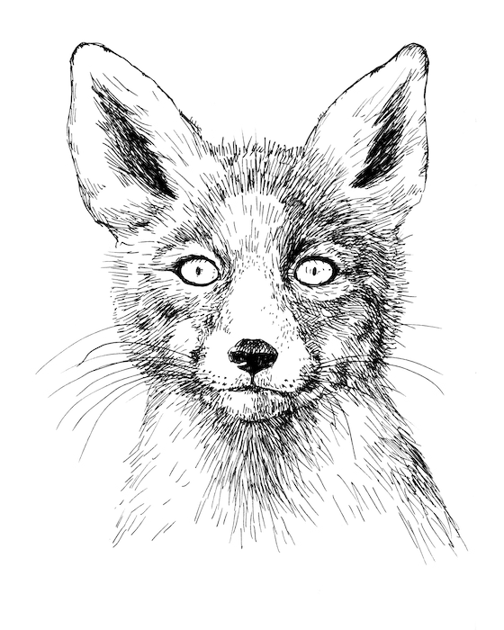 Fox Portrait Ink Drawing Wallpaper - Happywall