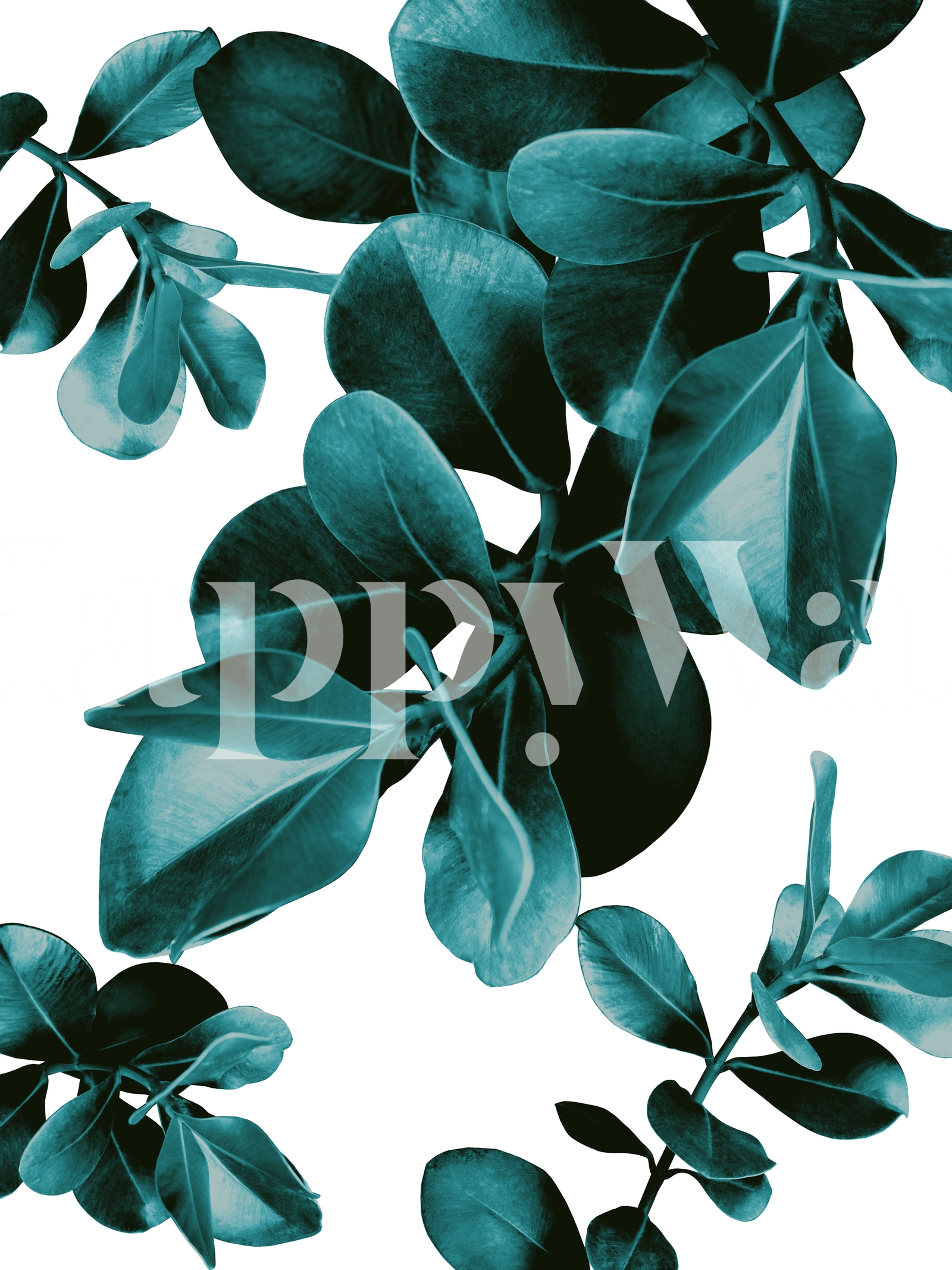 Teal Botanical Ficus Leaves Wallpaper