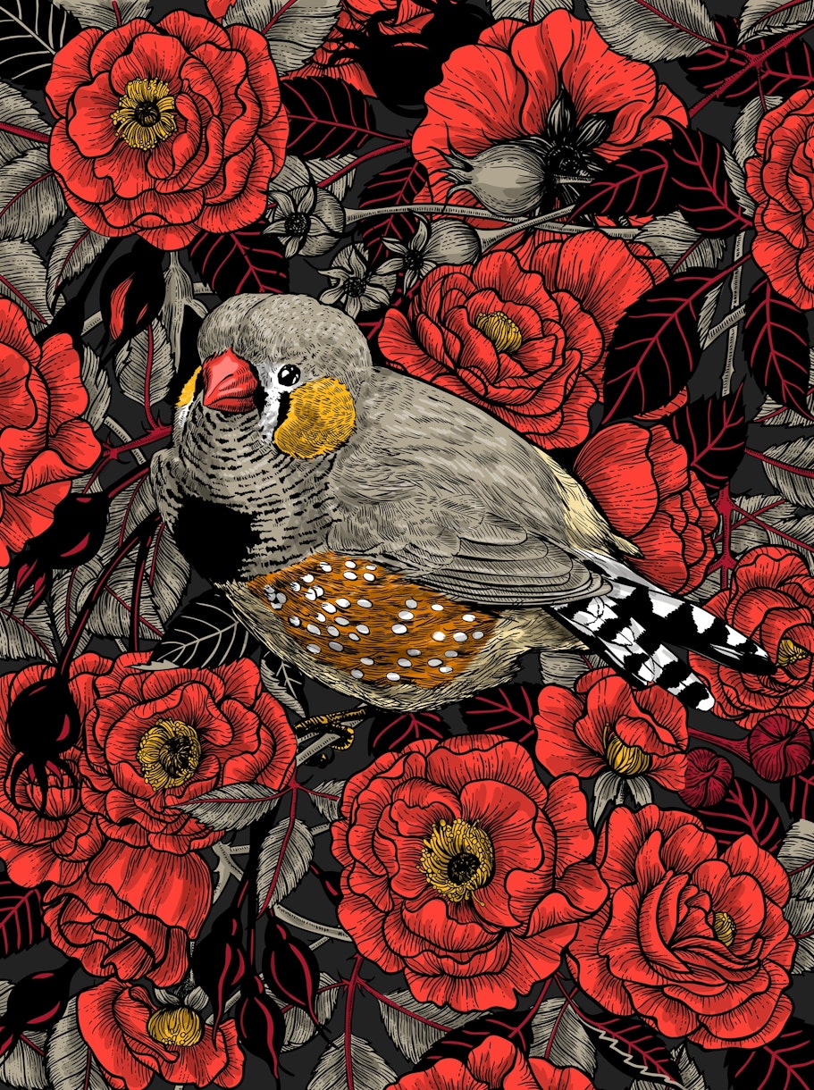 Zebra finch 2 wallpaper - Happywall