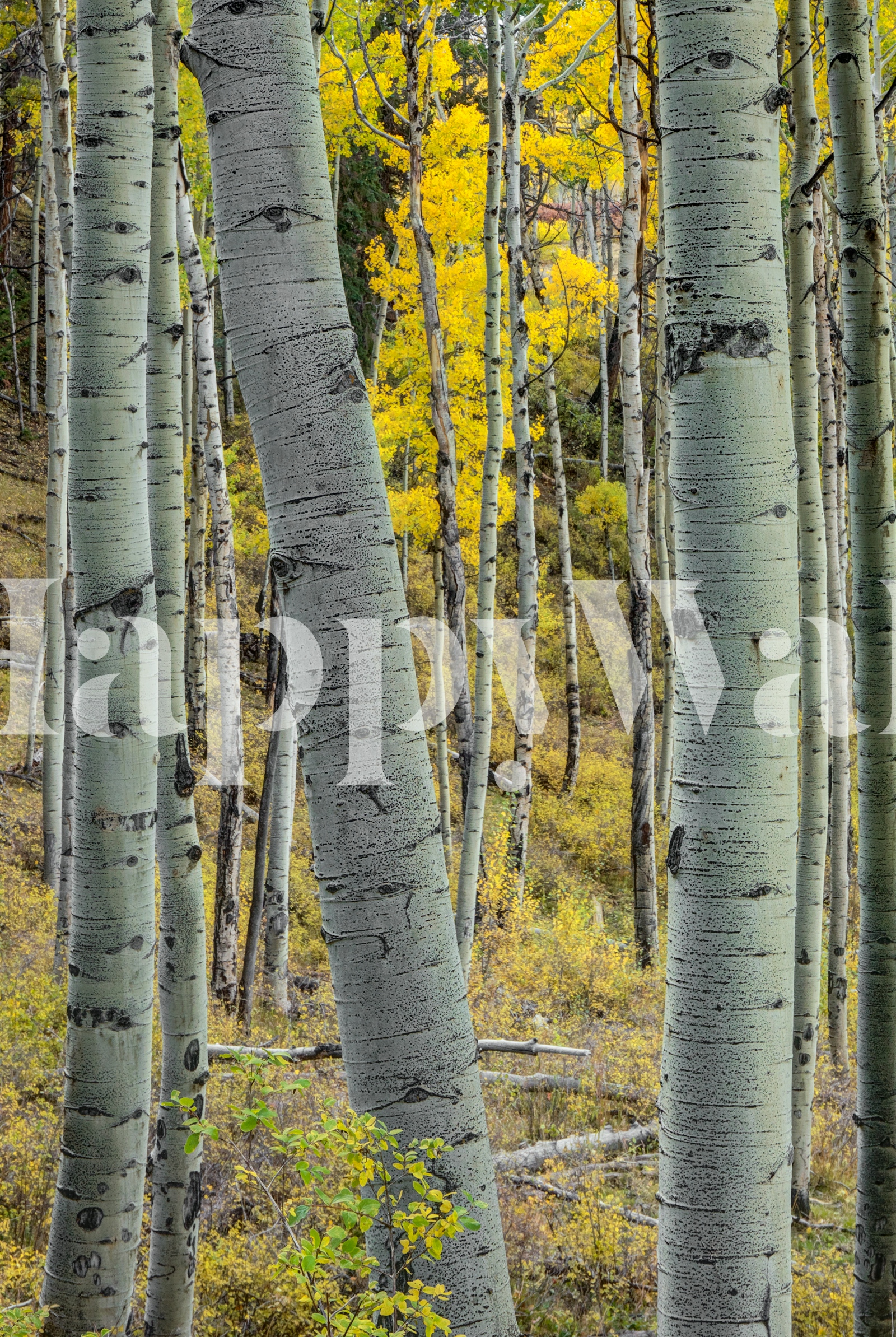 Aspen Trunks 2 Wallpaper - Happywall