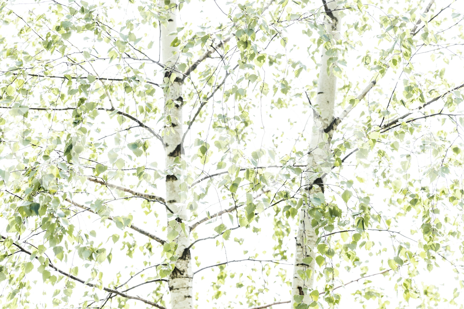 Birch Tree Wallpaper - White and Green Forest Decor