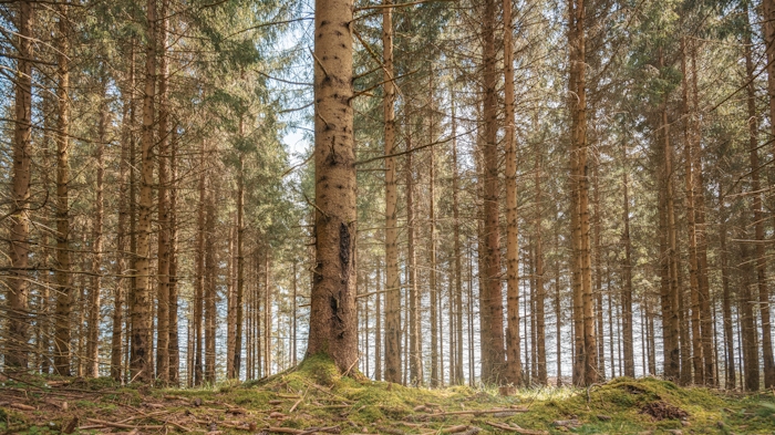 Enchanted Spring Pine Forest - happywall.com