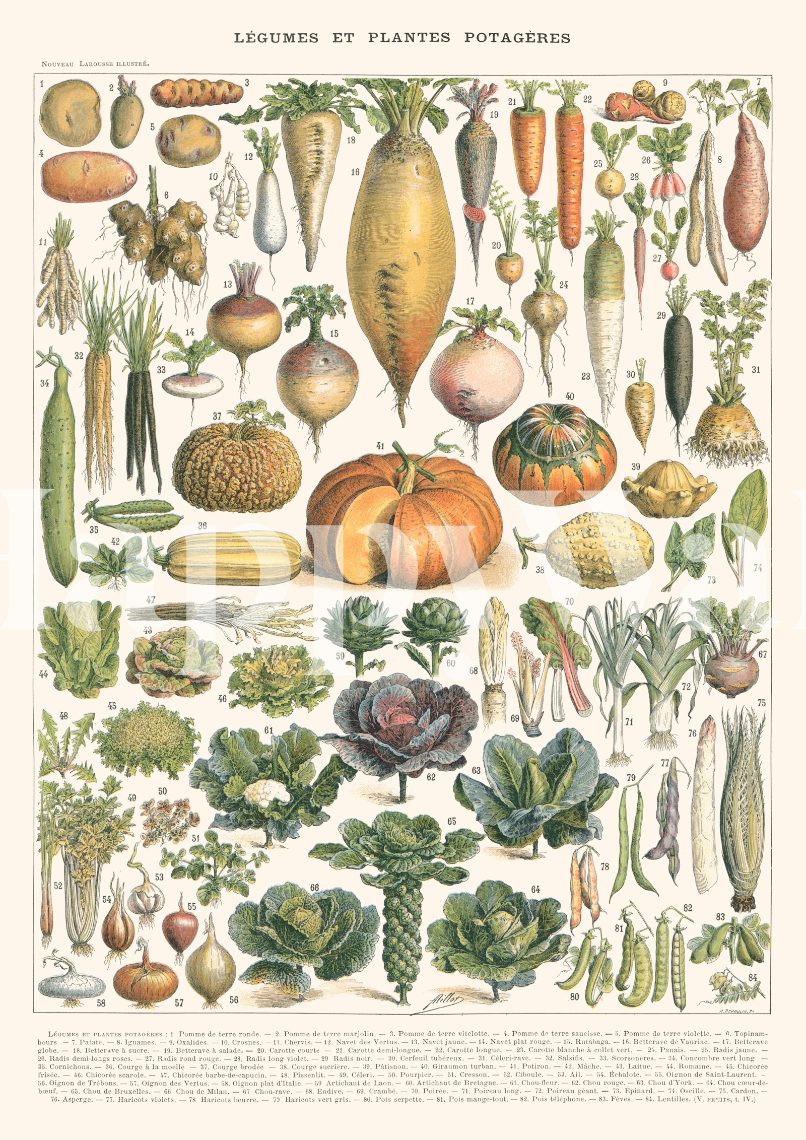 Vintage Vegetable Wallpaper