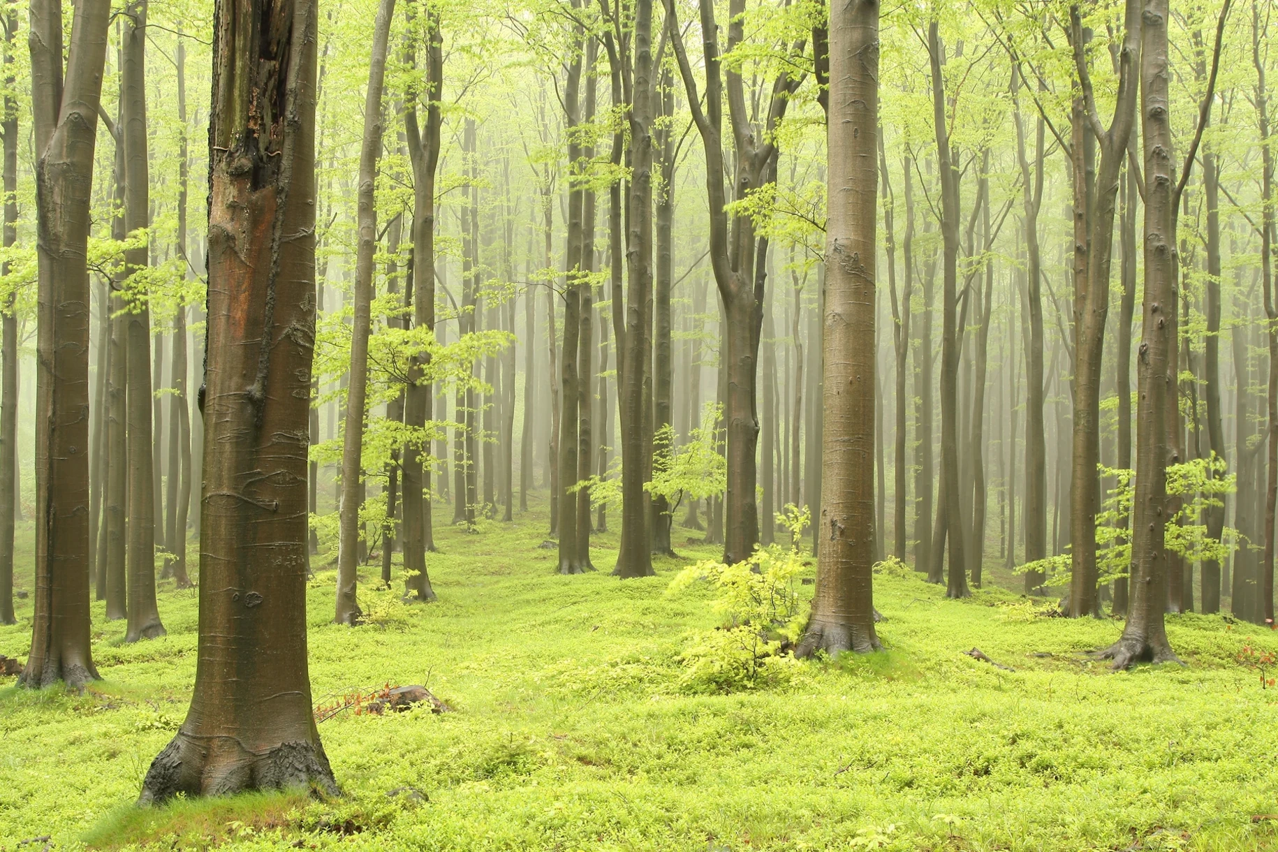 Misty Beech Forest Wallpaper | Happywall