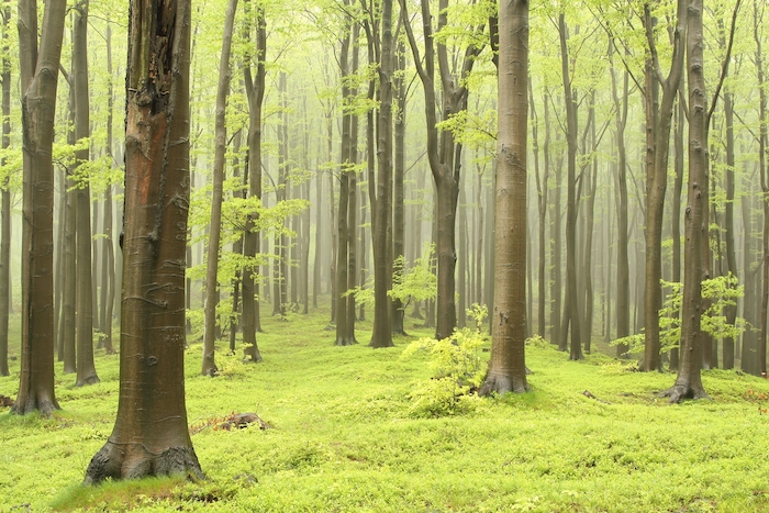 Misty Beech Forest Wallpaper for Bedrooms