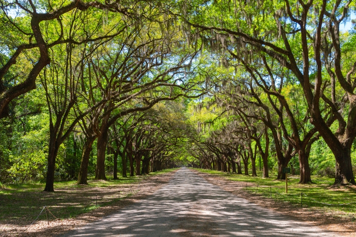 Canopy of Old Live Oak Trees - Happywall
