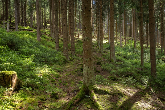 Mystical Spring Wallpaper - happywall.com