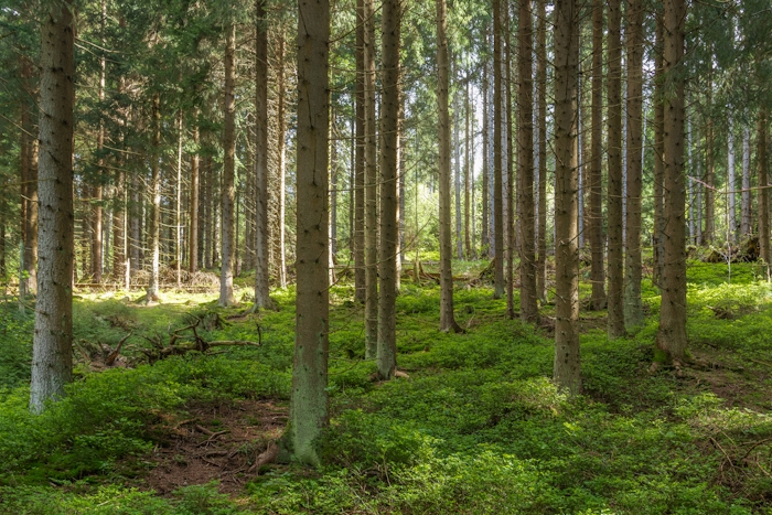 Enchanted Fir Forest Wallpaper | happywall.com