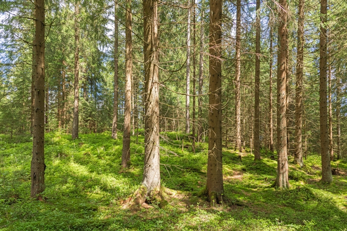 Magic Pine Grove in Springtime Wallpaper