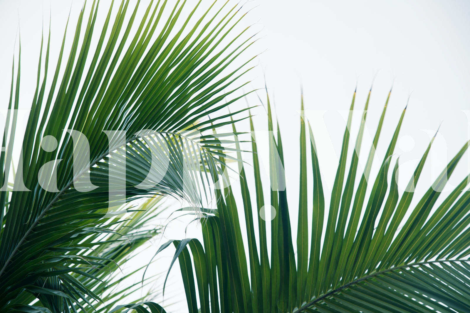 Lush Caribbean Palms 8 - Happywall.com