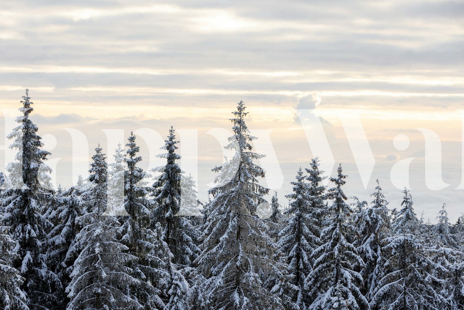 Snowy Pine Tree Wallpaper for Winter Decor