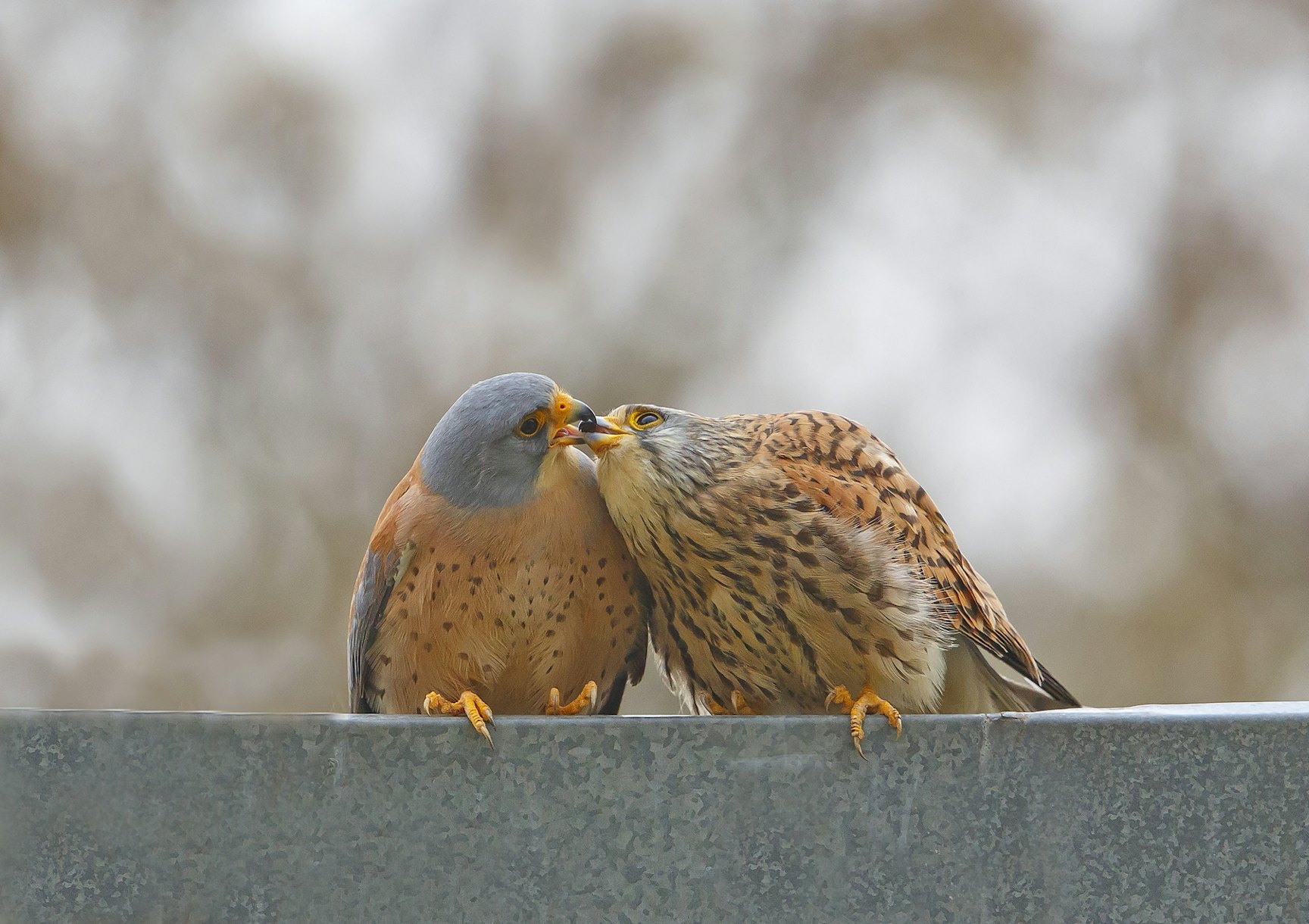 Bird Kiss Wallpaper | Happywall