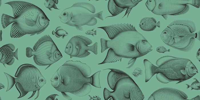 School of Uncanny Fish Wallpaper - Happywall