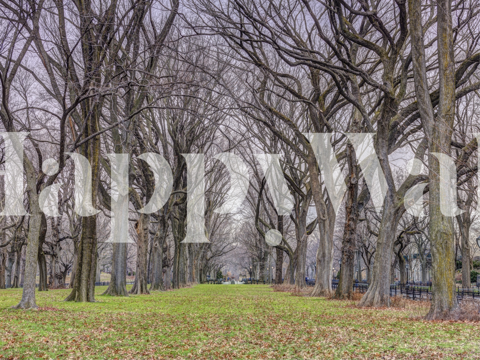 Tree-Lined Path Wallpaper for Living Room
