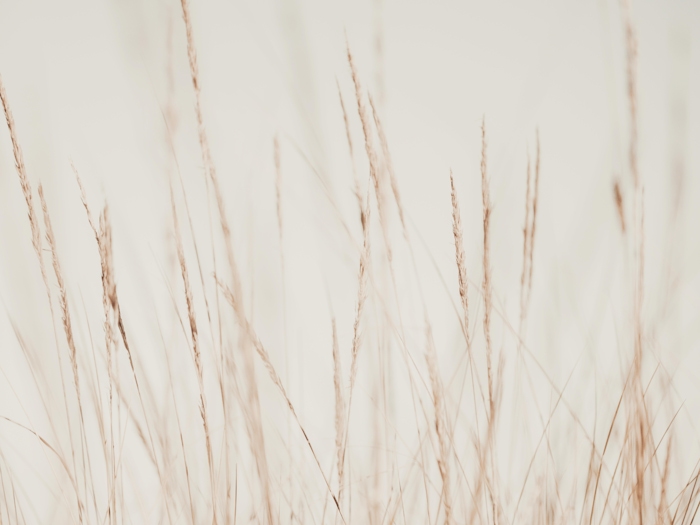 Dune Grass Creme Beige Wallpaper
