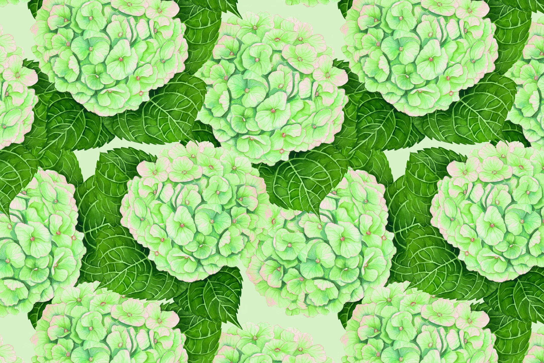 Green Hydrangea 3 Wallpaper | Buy Online at Happywall