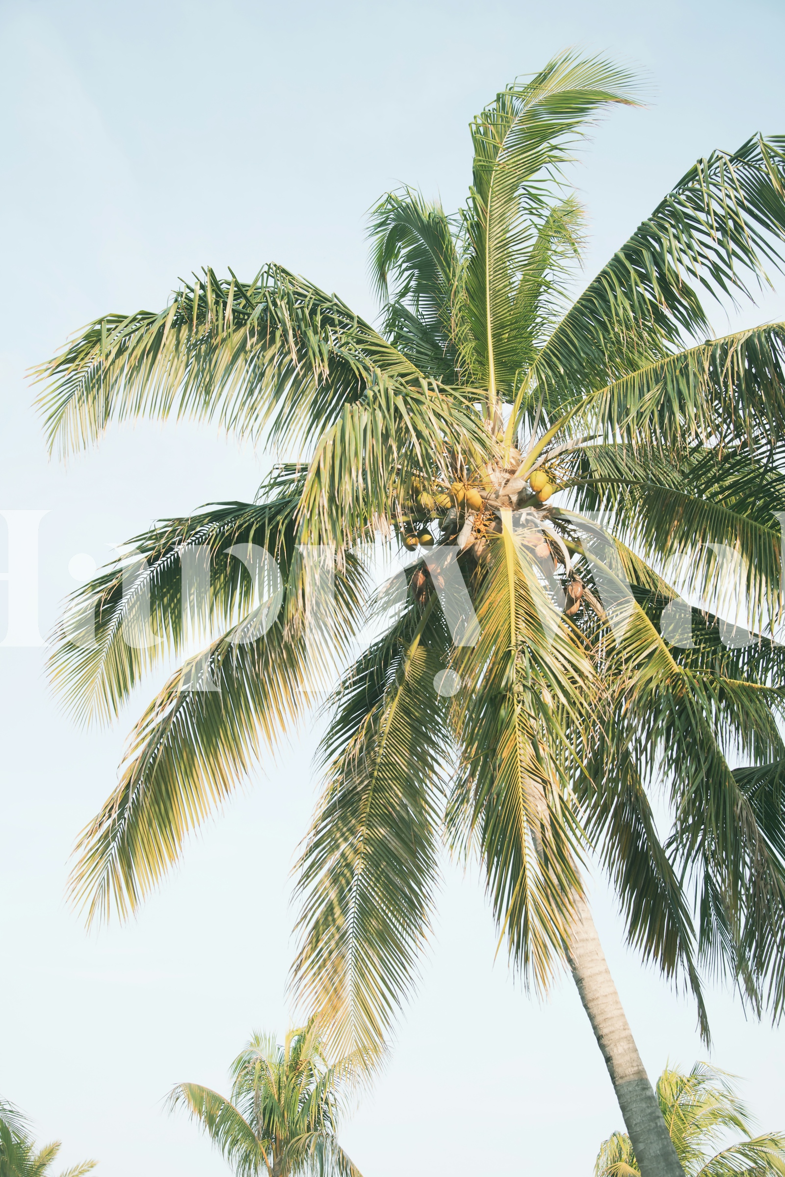 Tropical Palm Tree Wallpaper for Modern Homes