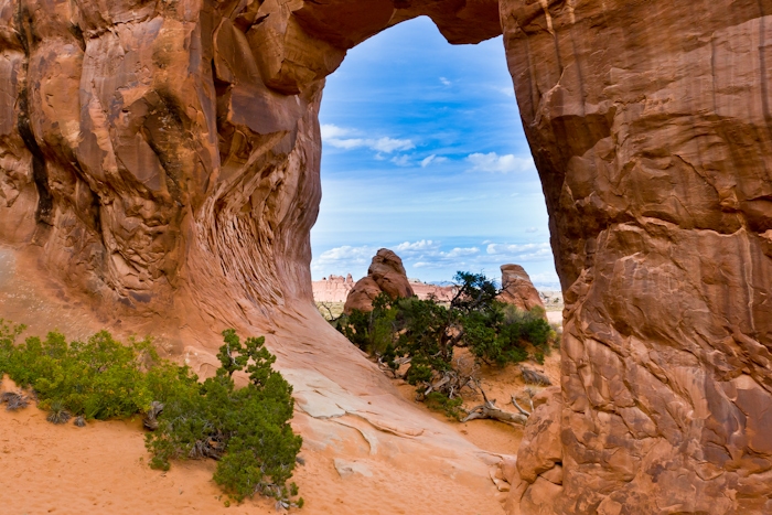 Pine Tree Arch Wallpaper | happywall.com