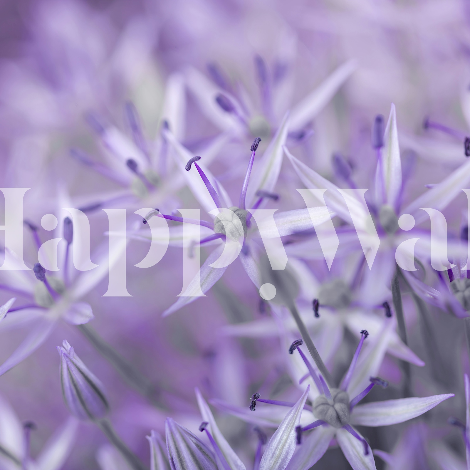 Intricate Allium Wallpaper | happywall.com